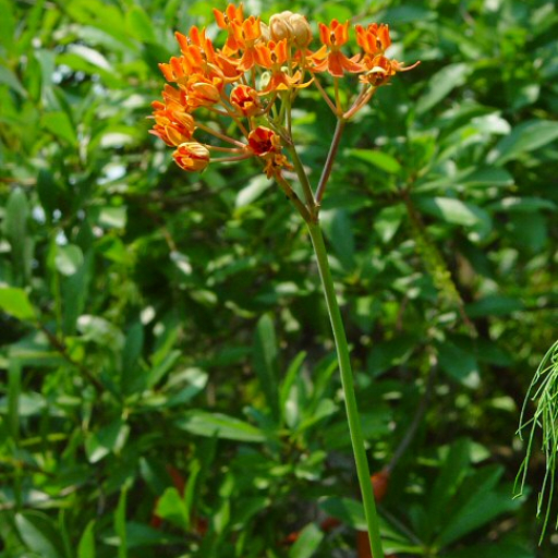 Fewflower Milkweed (Asclepias Lanceolata) Plant Care & How to Grow, Water