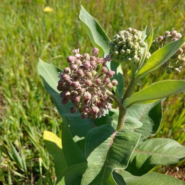 Broadleaf Milkweed (Asclepias Latifolia) Plant Care & How to Grow, Water