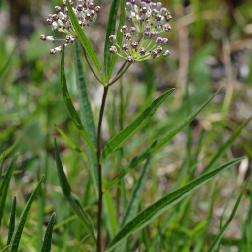 Long-Leaf Milkweed (Asclepias Longifolia) Plant Care & How to Grow, Water