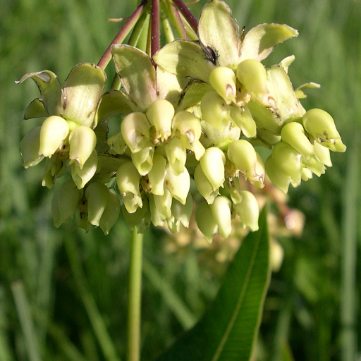 Mead's Milkweed (Asclepias Meadii) Plant Care & How to Grow, Water