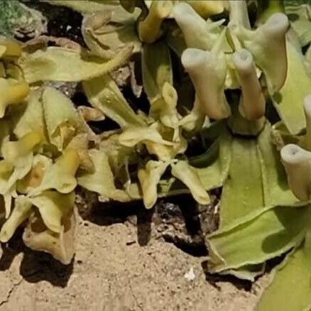 Prostrate Milkweed (Asclepias Prostrata) Plant Care & How to Grow, Water