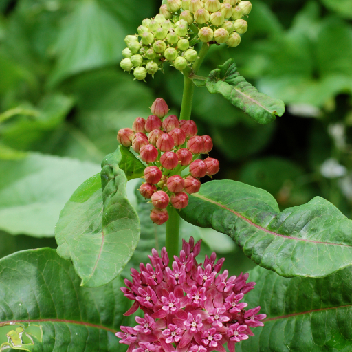 Purple Milkweed (Asclepias Purpurascens) Plant Care & How to Grow, Water