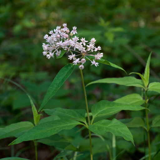 Four-leaf Milkweed (Asclepias Quadrifolia) Plant Care & How to Grow, Water