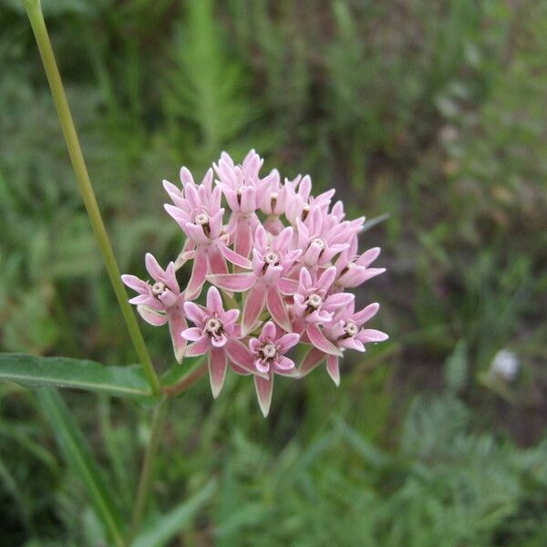 Red Milkweed (Asclepias Rubra) Plant Care & How to Grow, Water