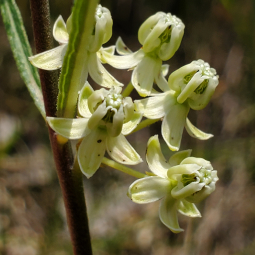 Narrow-Leaf Milkweed (Asclepias Stenophylla) Plant Care & How to Grow ...