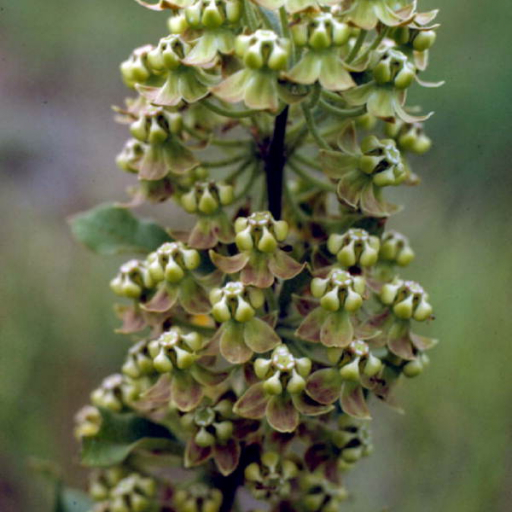 Tuba Milkweed (Asclepias Tomentosa) Plant Care & How to Grow, Water