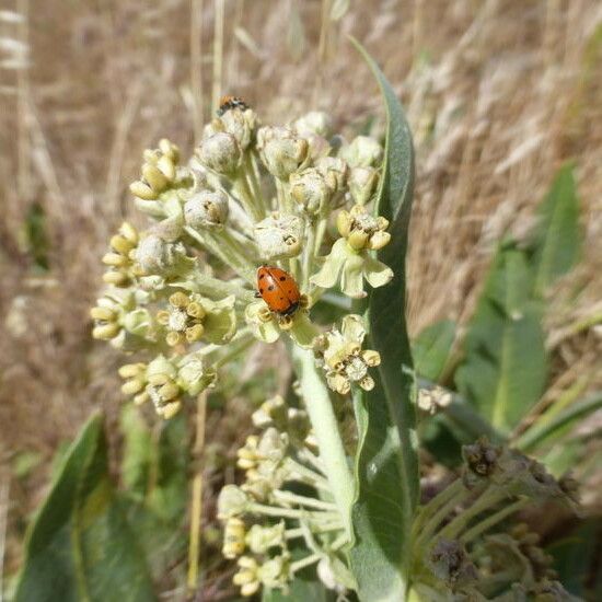 Parish's Woolly Milkweed (Asclepias Vestita) Plant Care & How to Grow ...