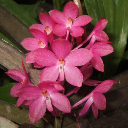 Ascocentrum Ampullaceum Care Guide: Water, Soil & Propagation - Plantiary