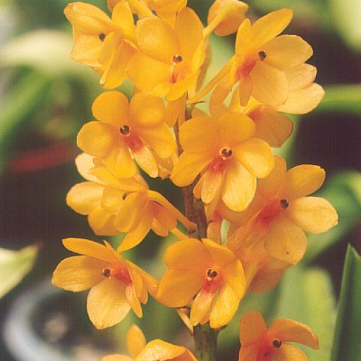 Ascocentrum Miniatum Plant Care & How to Grow, Water
