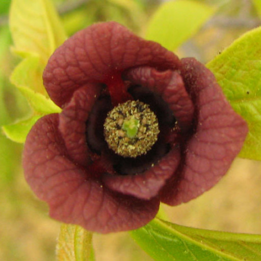 Pawpaw (Asimina Triloba) Plant Care & How to Grow, Water