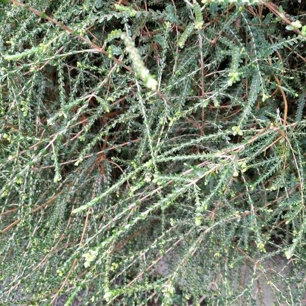 White Bristle Capegorse (Aspalathus Hispida) Plant Care & How to Grow ...