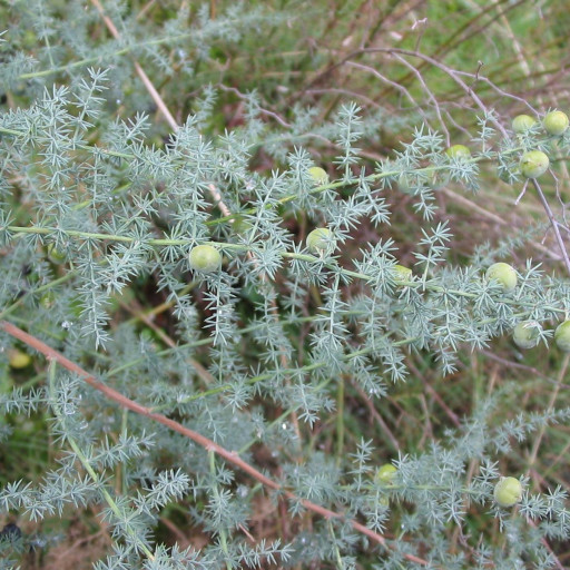 Wild Asparagus (Asparagus Acutifolius) Plant Care & How to Grow, Water