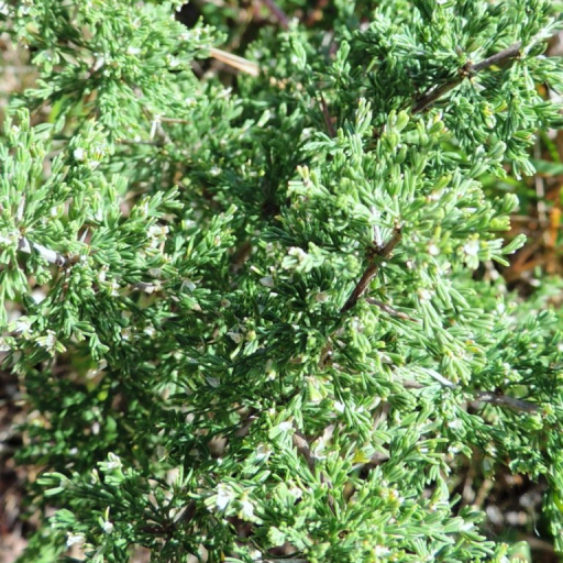 Asparagus Capensis Plant Care & How to Grow, Water