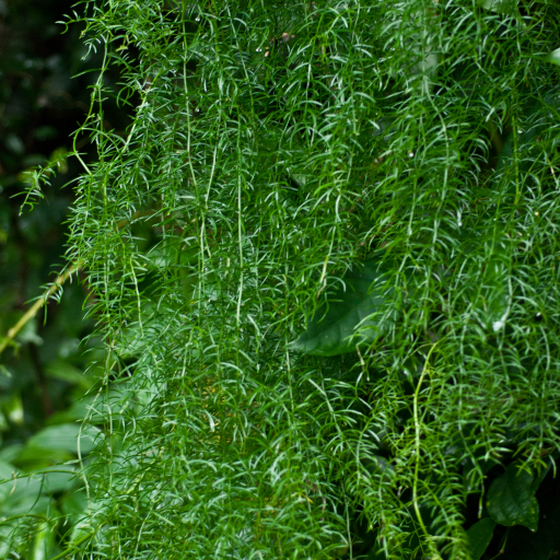 Wild Asparagus (Asparagus Cochinchinensis) Care Guide: Water, Soil ...