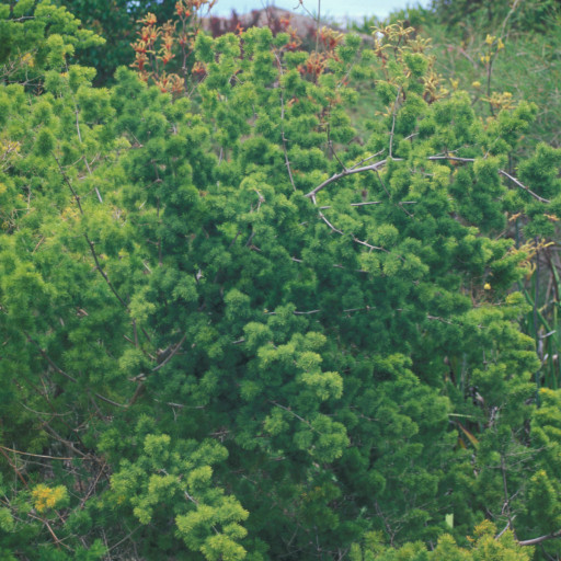 Foxtail Fern (Asparagus Densiflorus) Plant Care & How to Grow, Water