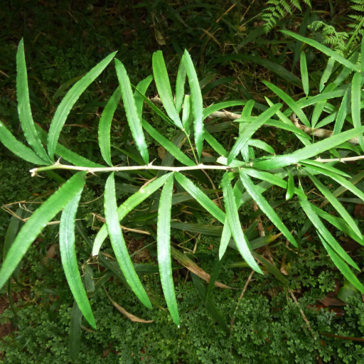 Large Forest Asparagus (Asparagus Falcatus) Plant Care & How to Grow, Water