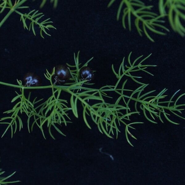 Fern Asparagus (Asparagus Filicinus) Plant Care & How to Grow, Water