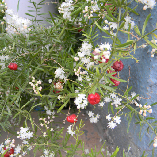 Asparagus-Fern (Asparagus Racemosus) Plant Care & How to Grow, Water