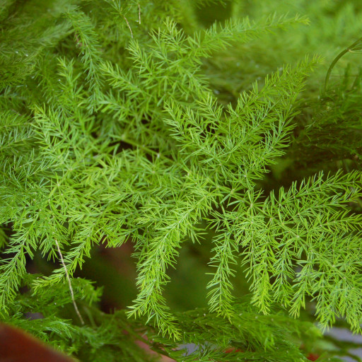 Common Asparagus Fern (Asparagus Setaceus) Plant Care & How to Grow, Water
