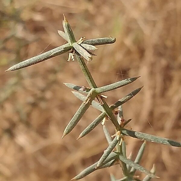 Grey Asparagus (Asparagus Stipularis) Care Guide: Water, Soil ...