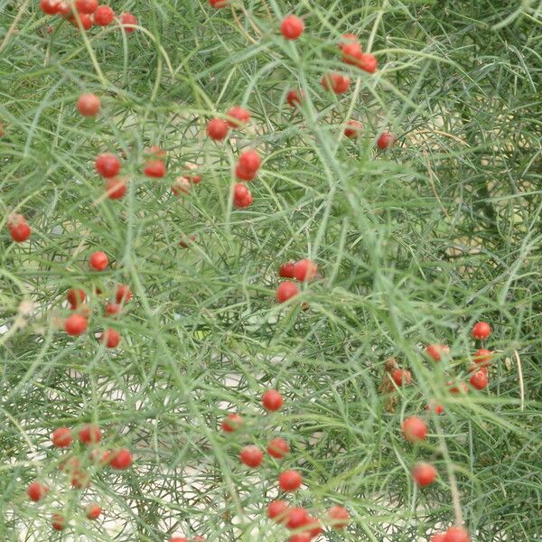 Climbing Asparagus (Asparagus Verticillatus) Plant Care & How to Grow ...