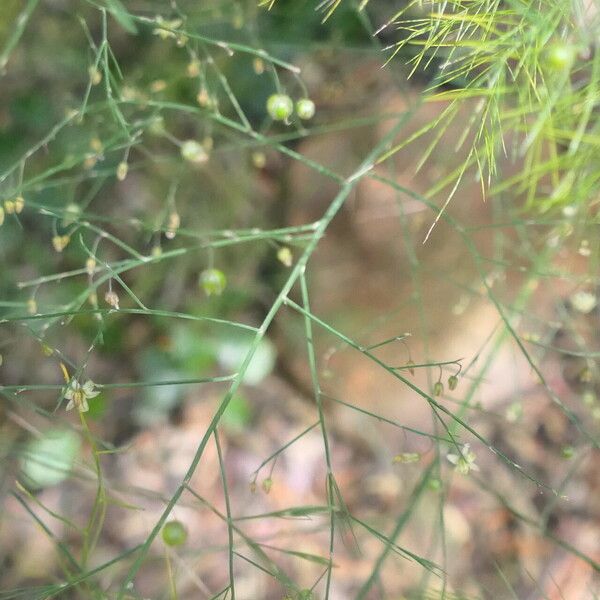 Broom Asparagus (Asparagus Virgatus) Plant Care & How to Grow, Water