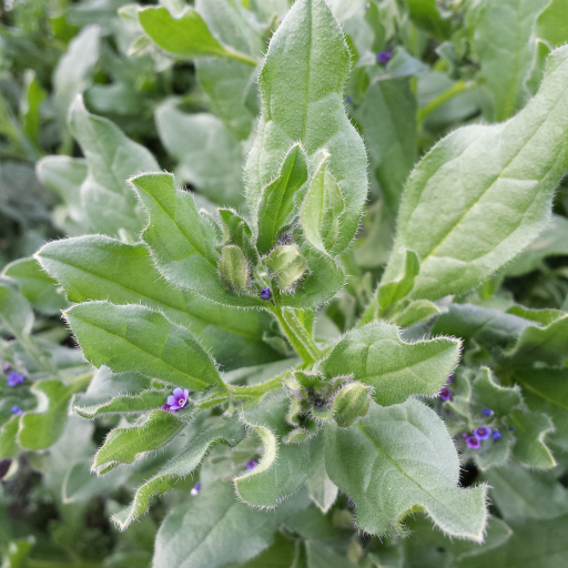 Madwort (Asperugo Procumbens) Plant Care & How to Grow, Water