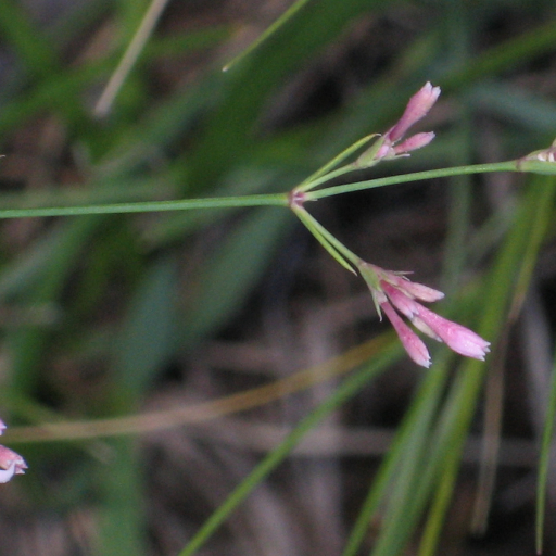 Southern Squinancywort (Asperula Aristata) Plant Care & How to Grow, Water