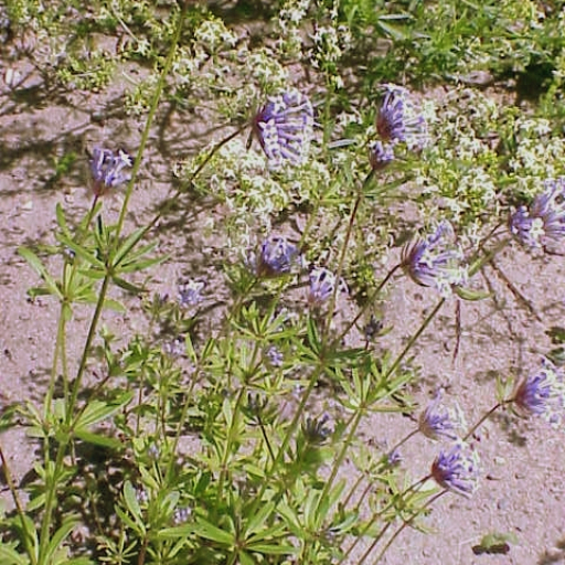 Blue Woodruff (Asperula Arvensis) Care Guide: Water, Soil & Propagation ...