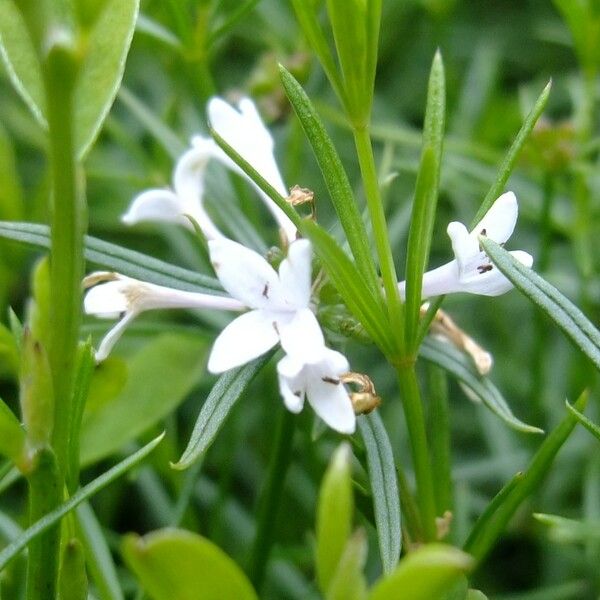 Asperula Capitata Plant Care & How to Grow, Water