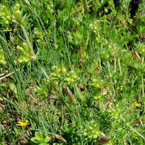 Asperula Glomerata Care Guide: Water, Soil & Propagation - Plantiary