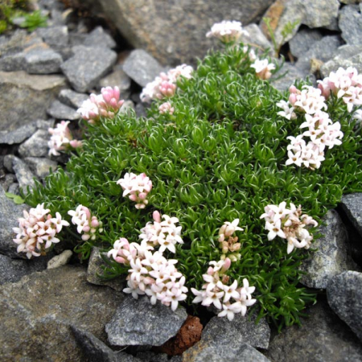 Asperula Gussonei Care Guide: Water, Soil & Propagation - Plantiary