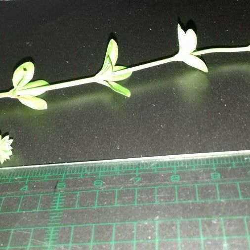 Asperula Laevigata Plant Care & How to Grow, Water