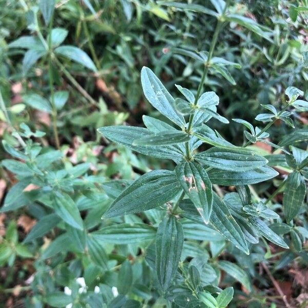 Asperula Prostrata Plant Care & How to Grow, Water