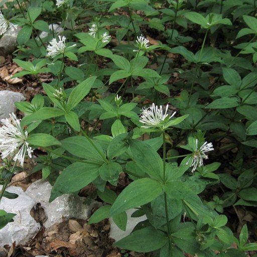 Pink Woodruff (Asperula Taurina) Plant Care & How to Grow, Water