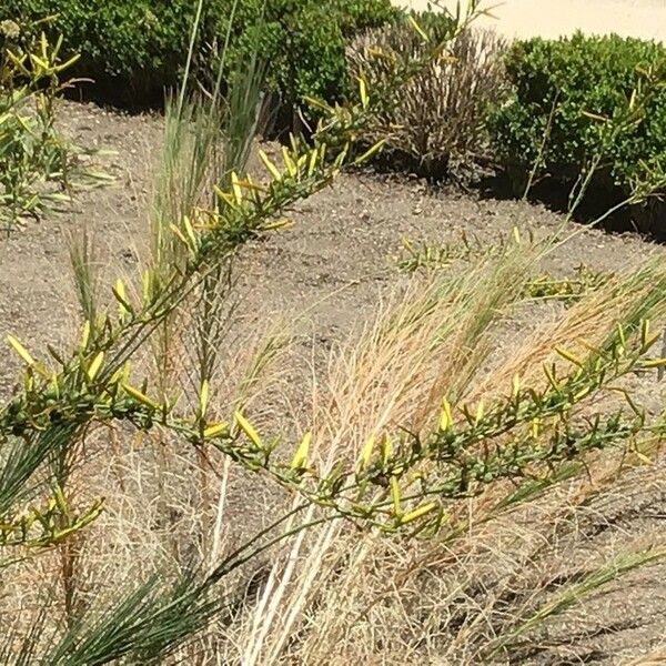 Freeman's Maple (Acer × Freemanii) Plant Care & How to Grow, Water