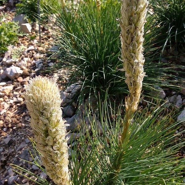 White King's-Spear (Asphodeline Taurica) Plant Care & How to Grow, Water