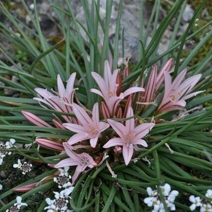 Asphodelus Acaulis Plant Care & How to Grow, Water