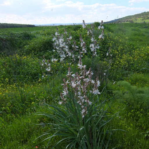 Summer Asphodel (Asphodelus Aestivus) Plant Care & How to Grow, Water