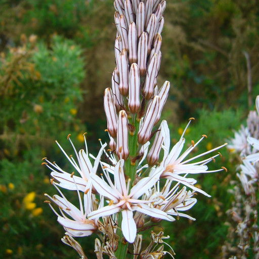 White Asphodel (Asphodelus Albus) Plant Care & How to Grow, Water