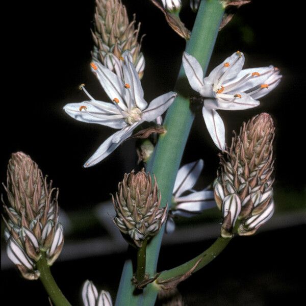 Asphodelus Cerasifer Plant Care & How to Grow, Water