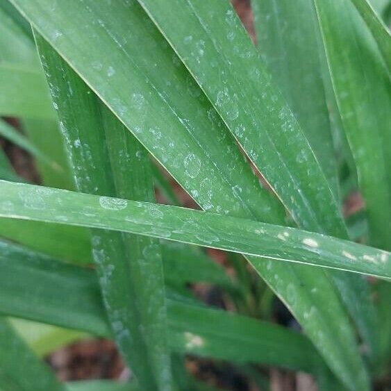Aspidistra Caespitosa Care Guide: Water, Soil & Propagation - Plantiary