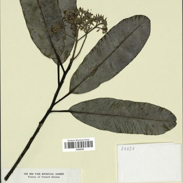 Aspidosperma Eteanum Plant Care & How to Grow, Water