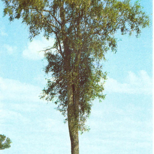 Common White Quebracho (Aspidosperma Quebracho-blanco) Plant Care & How ...