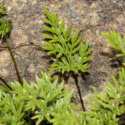 Indian's Dream (Aspidotis Densa) Plant Care & How to Grow, Water