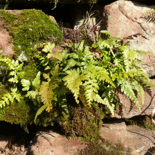 Black Spleenwort (Asplenium Adiantum-nigrum) Plant Care & How to Grow ...