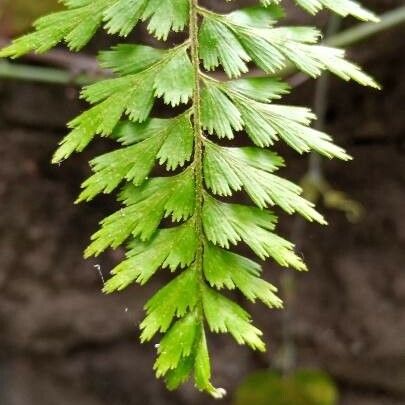 Egyptian Spleenwort (Asplenium Aethiopicum) Plant Care & How to Grow, Water