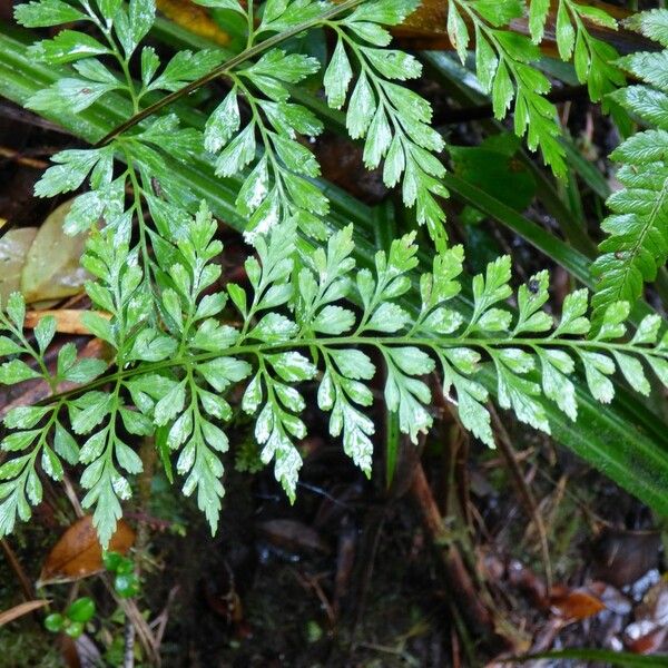 Asplenium Affine Care Guide: Water, Soil & Propagation - Plantiary