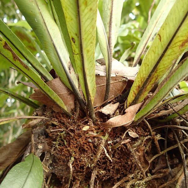 Wild Birdnest Fern (Asplenium Africanum) Plant Care & How to Grow, Water