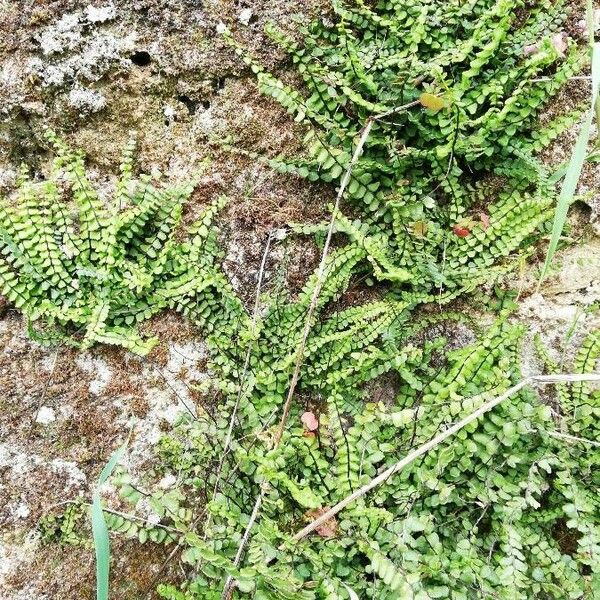 Asplenium Alatum Care Guide: Water, Soil & Propagation - Plantiary
